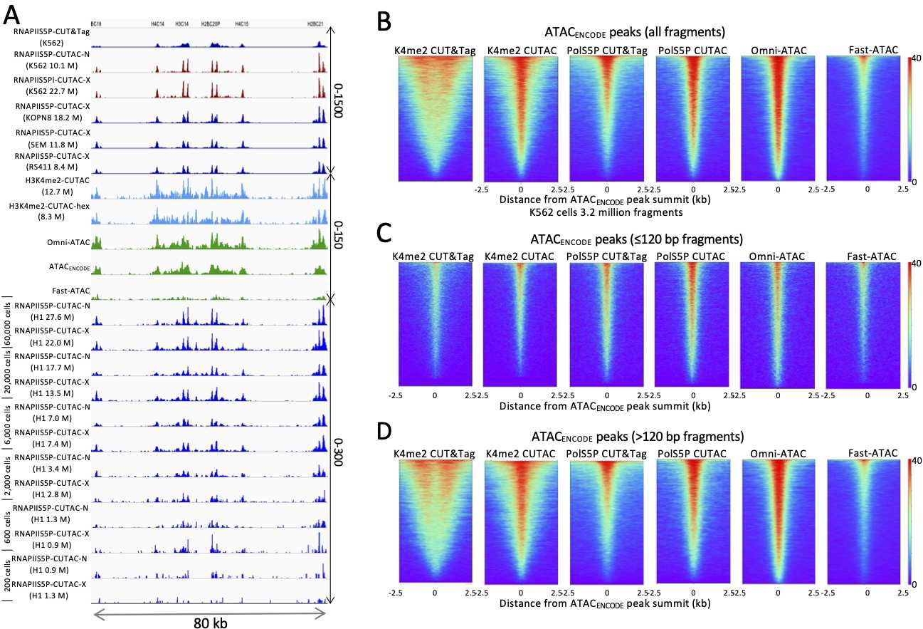 CUT&Tag-direct for whole cells with CUTAC — Protocols IO — 2023 — 实验方法库 ...